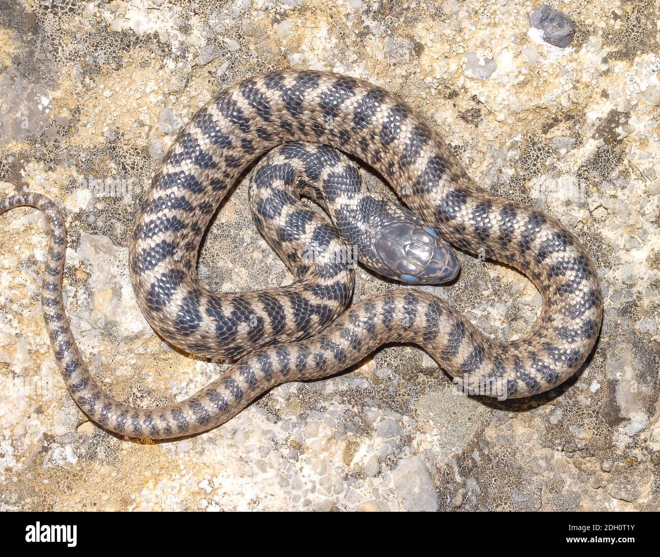four lined snake, elaphe quatuorlineata, juvenile in greece Stock Photo ...