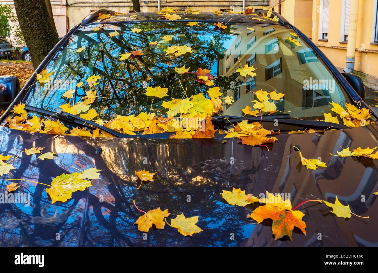Yellow maple leaves lie on the hood of a blue car Stock Photo - Alamy
