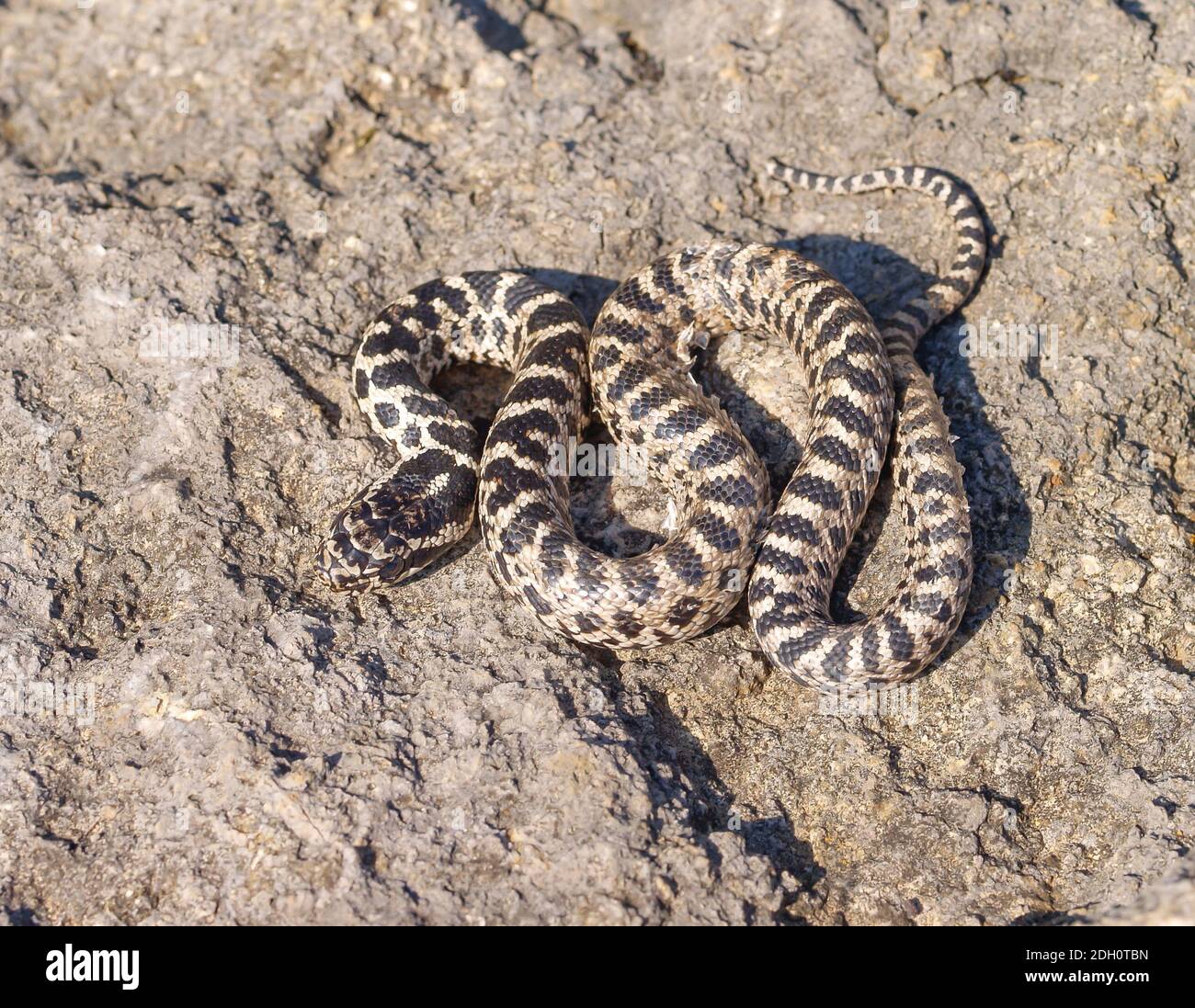 four lined snake, elaphe quatuorlineata, juvenile in greece Stock Photo ...