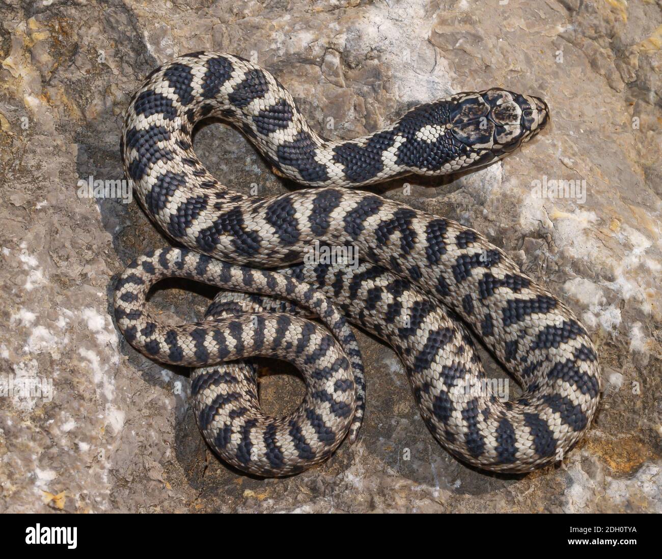 four lined snake, elaphe quatuorlineata, juvenile in greece Stock Photo ...