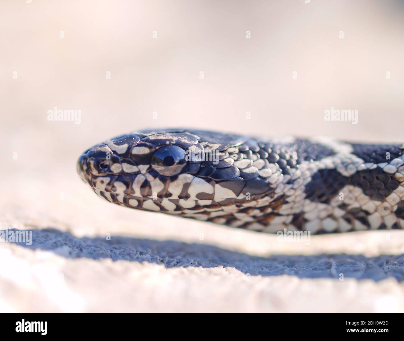 four lined snake, elaphe quatuorlineata, juvenile in greece Stock Photo ...