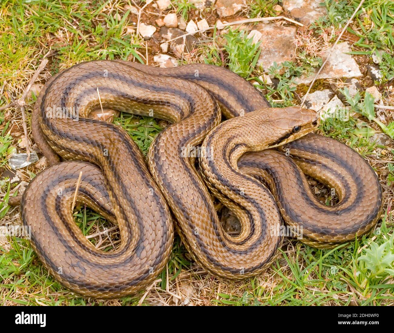 four lined snake, elaphe quatuorlineata in greece Stock Photo - Alamy