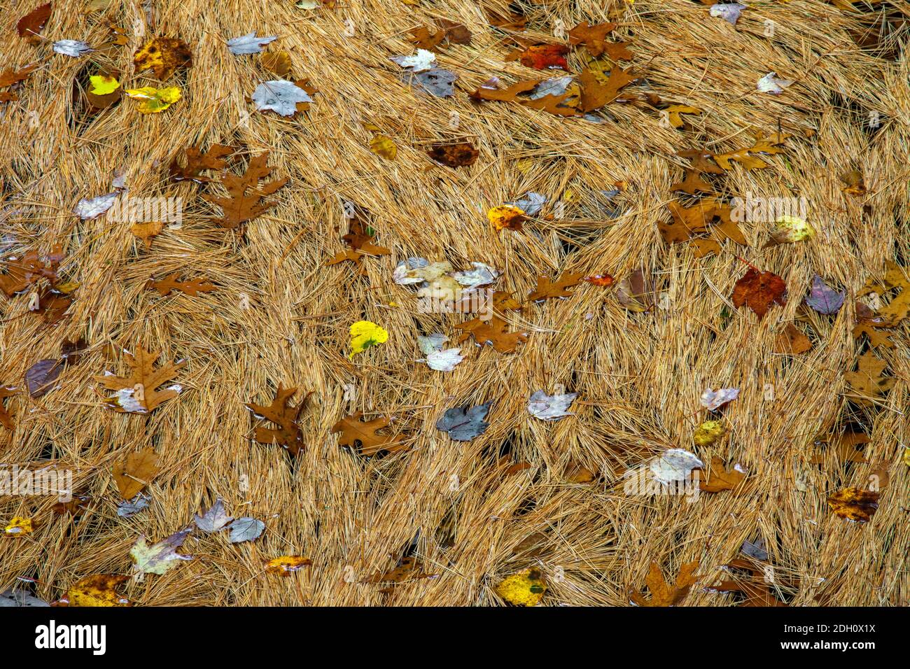 Pinus strobus leaves hi-res stock photography and images - Alamy