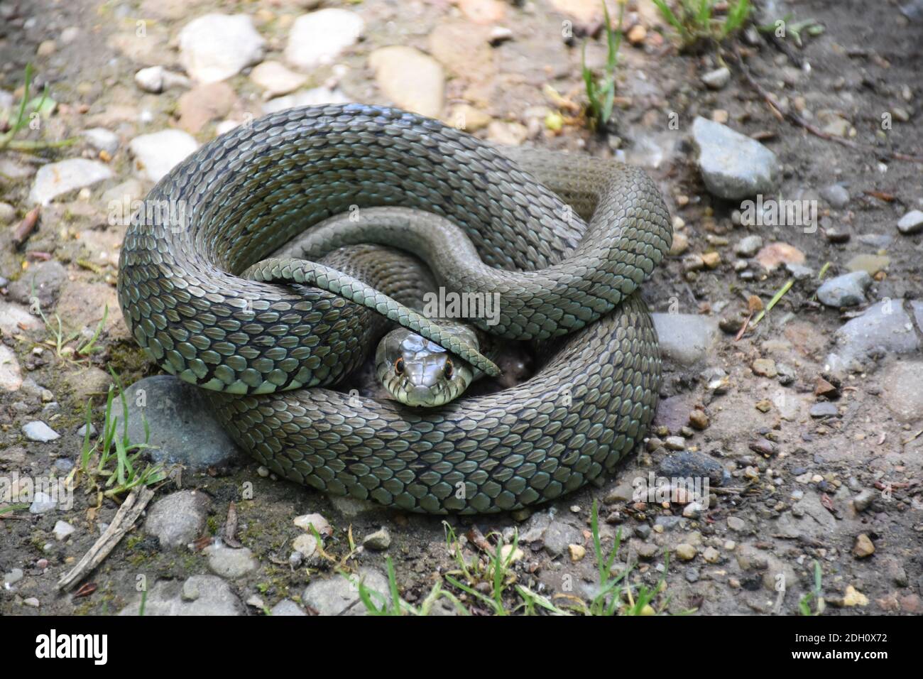 Collared snake (Natrix astreptophora) in defensive front position Stock ...