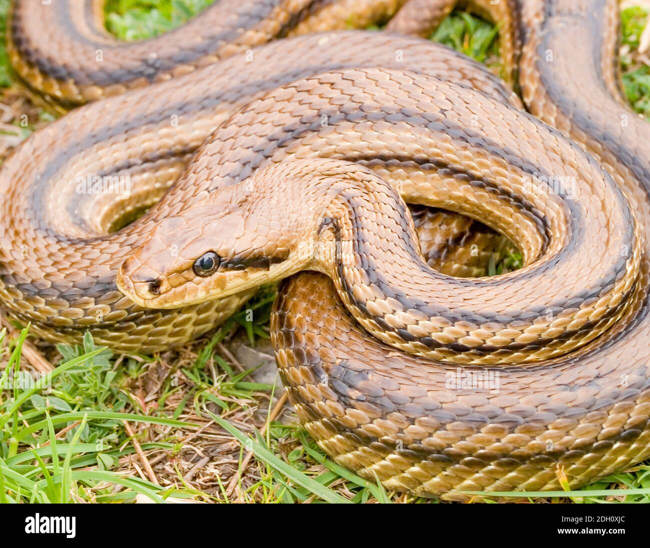 four lined snake, elaphe quatuorlineata in greece Stock Photo - Alamy