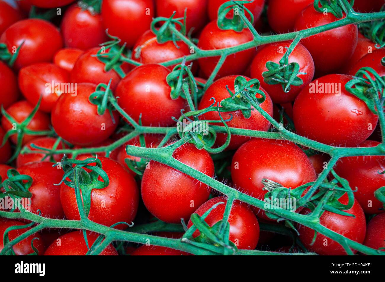Farming rome hi-res stock photography and images - Alamy
