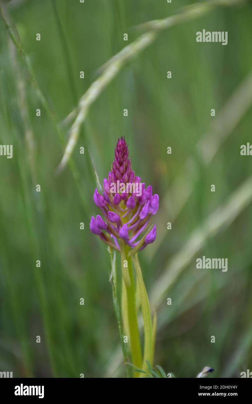 Pyramidal orchid (Anacamptis pyramidalis) in growth phase Stock Photo ...