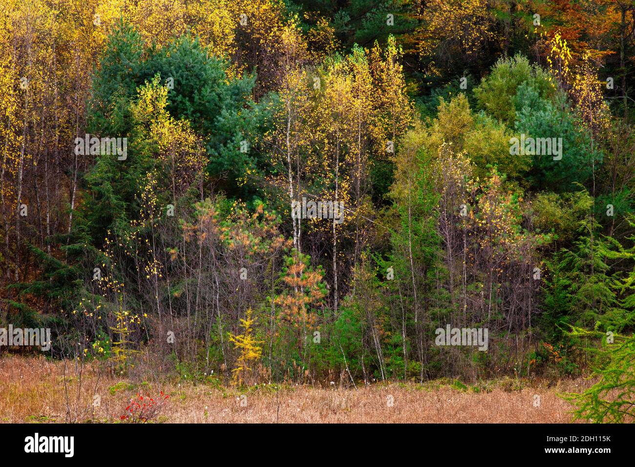 Bog birch hi-res stock photography and images - Alamy