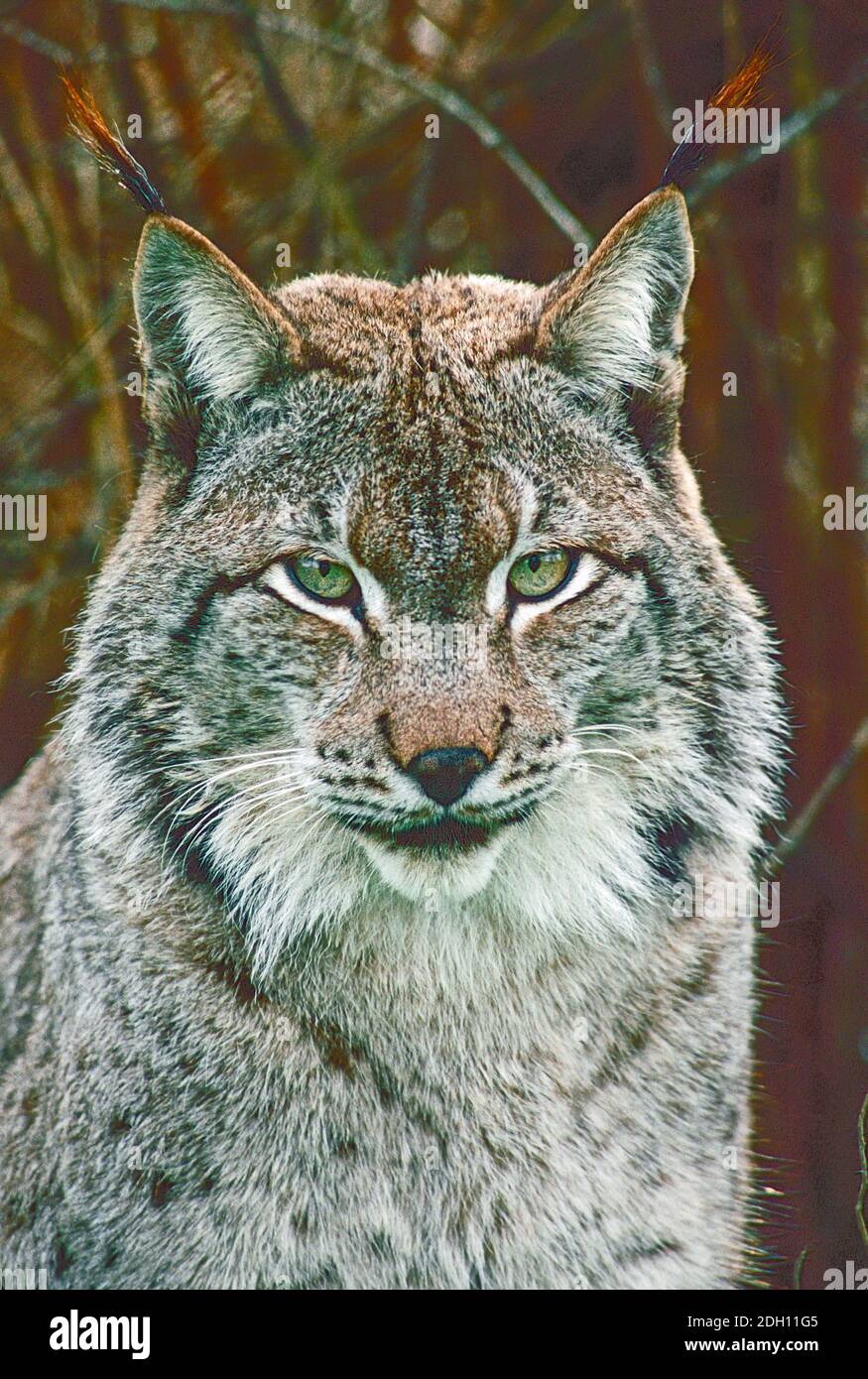 Male Siberian Lynx, (Lynx lynx wrangeli,) from Russian Far East Stock ...