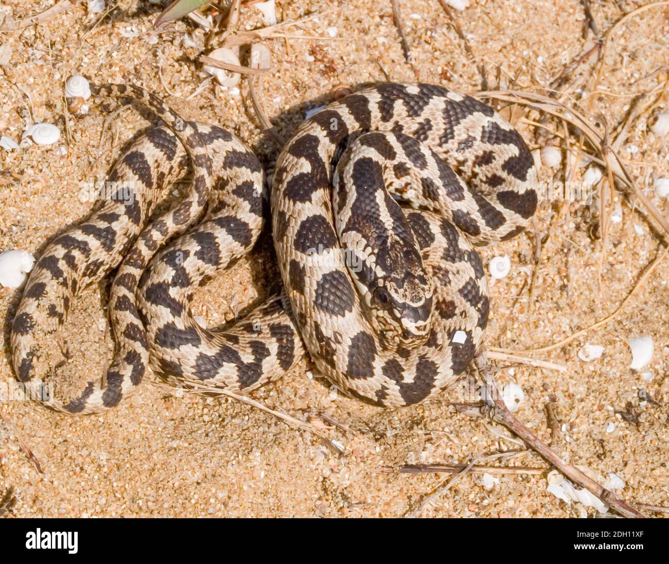 four lined snake, elaphe quatuorlineata, juvenile in greece Stock Photo ...