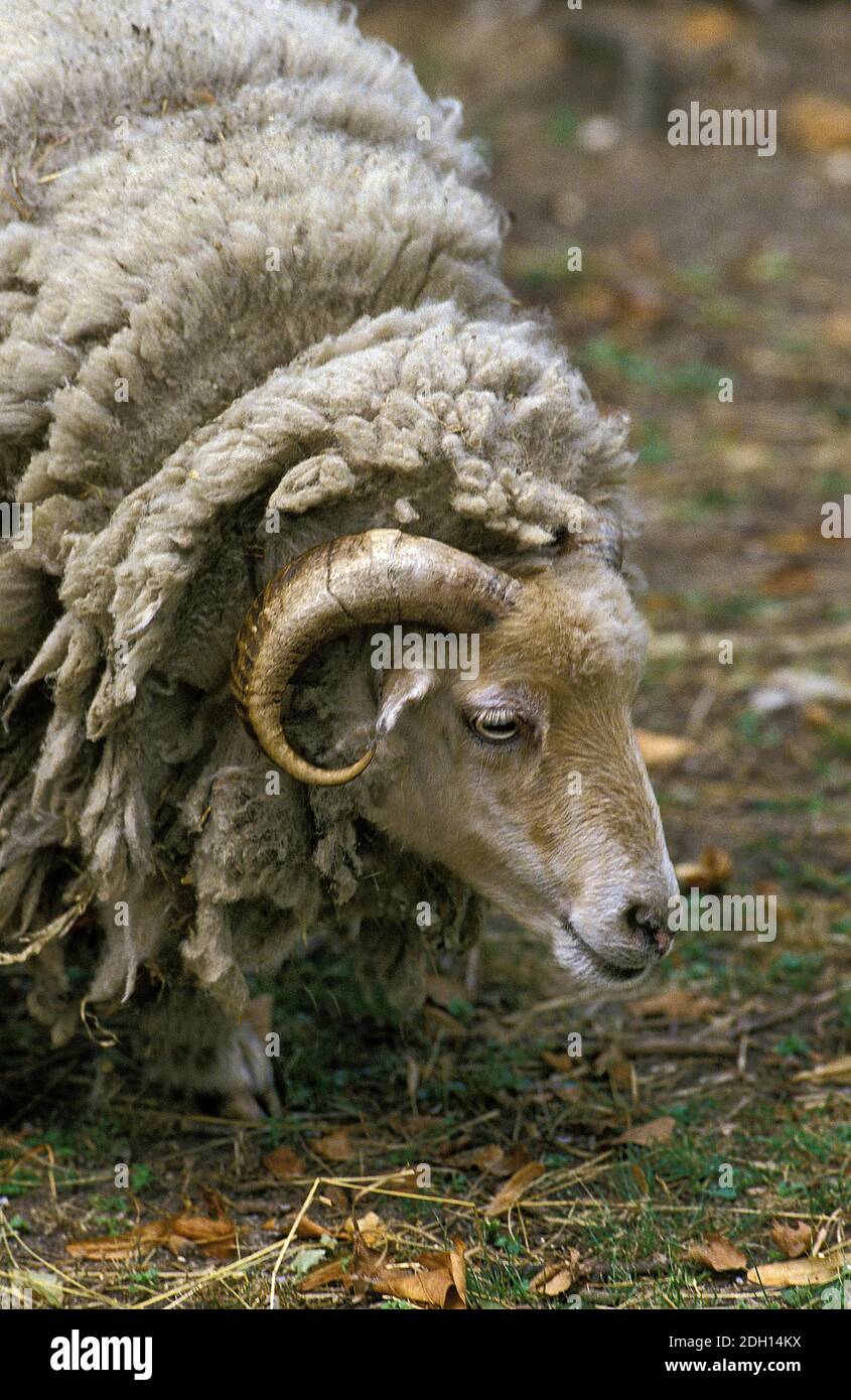 Manech sheep hi-res stock photography and images - Alamy