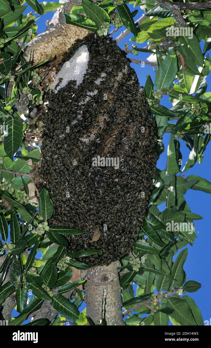 Bee swarm africa hi-res stock photography and images - Alamy
