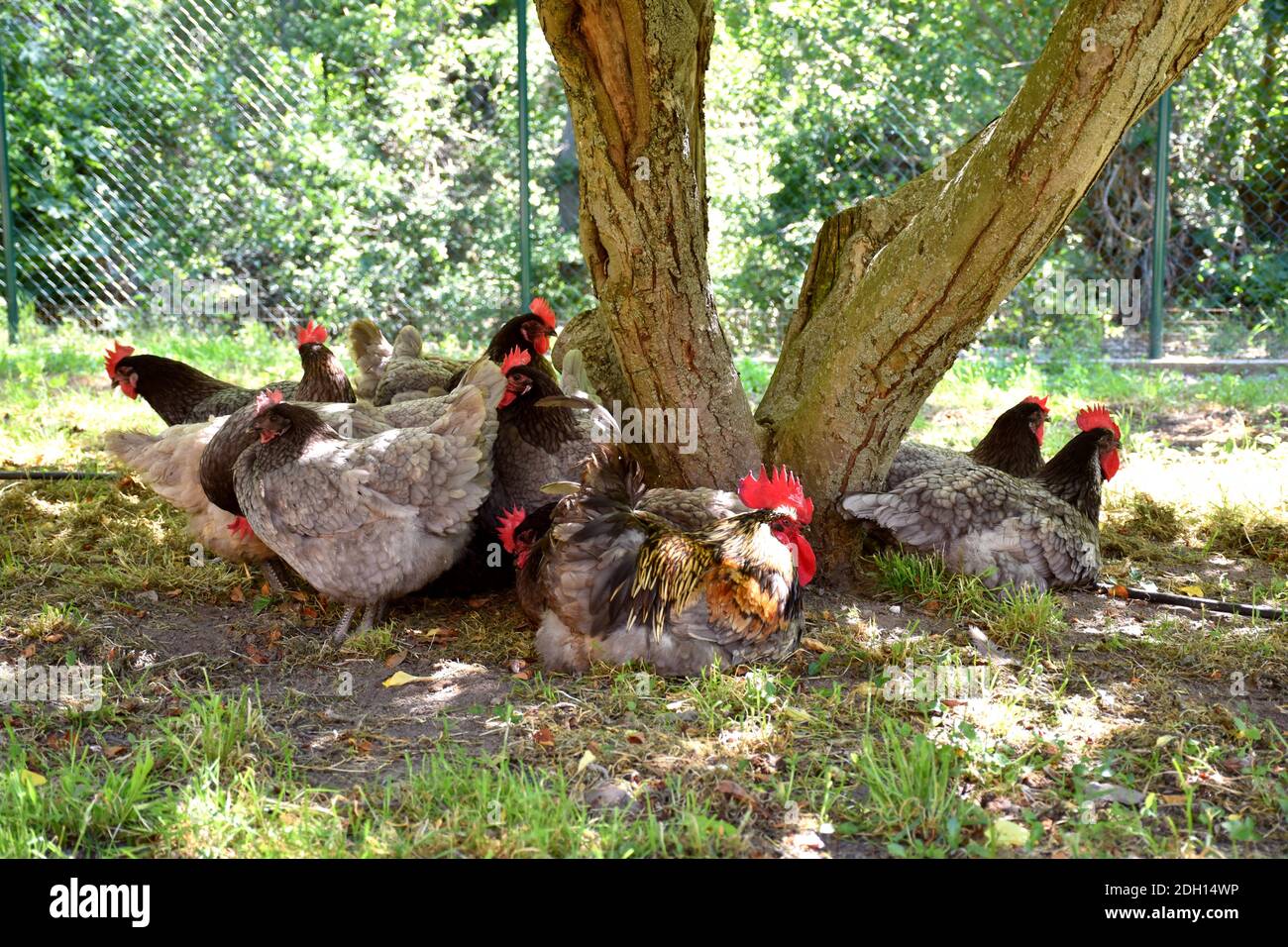 Chicken under tree hi-res stock photography and images - Alamy