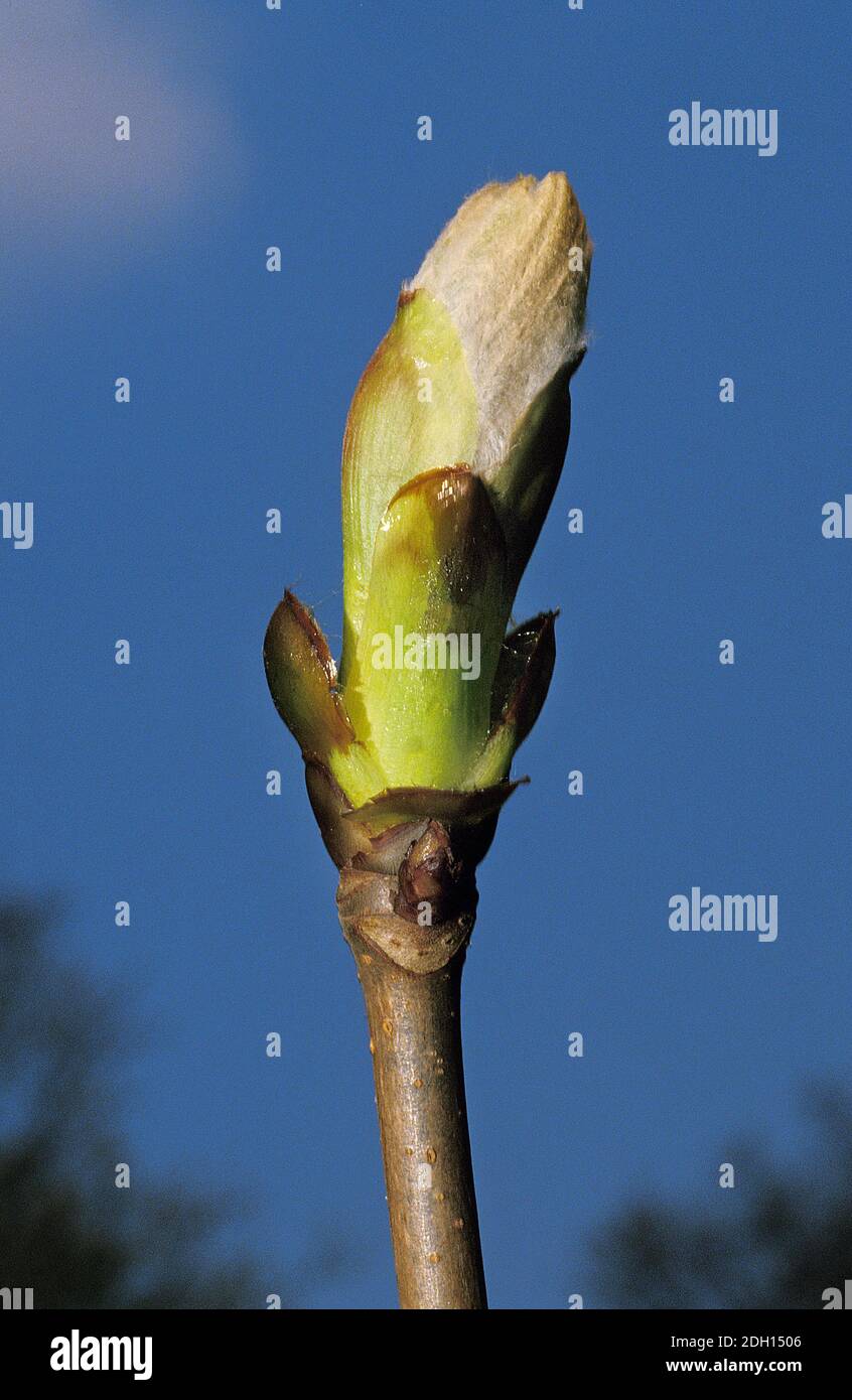 Chestnut Tree, aesculus hippocastanum, Bud against Blue Sky Stock Photo ...