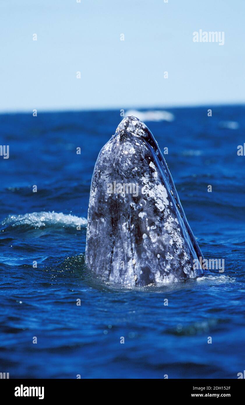 Eschrichtiidae hi-res stock photography and images - Alamy