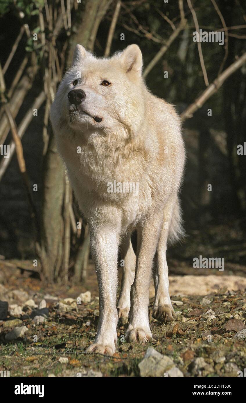 Arctic Wolf, canis lupus tundrarum, Adult Stock Photo - Alamy