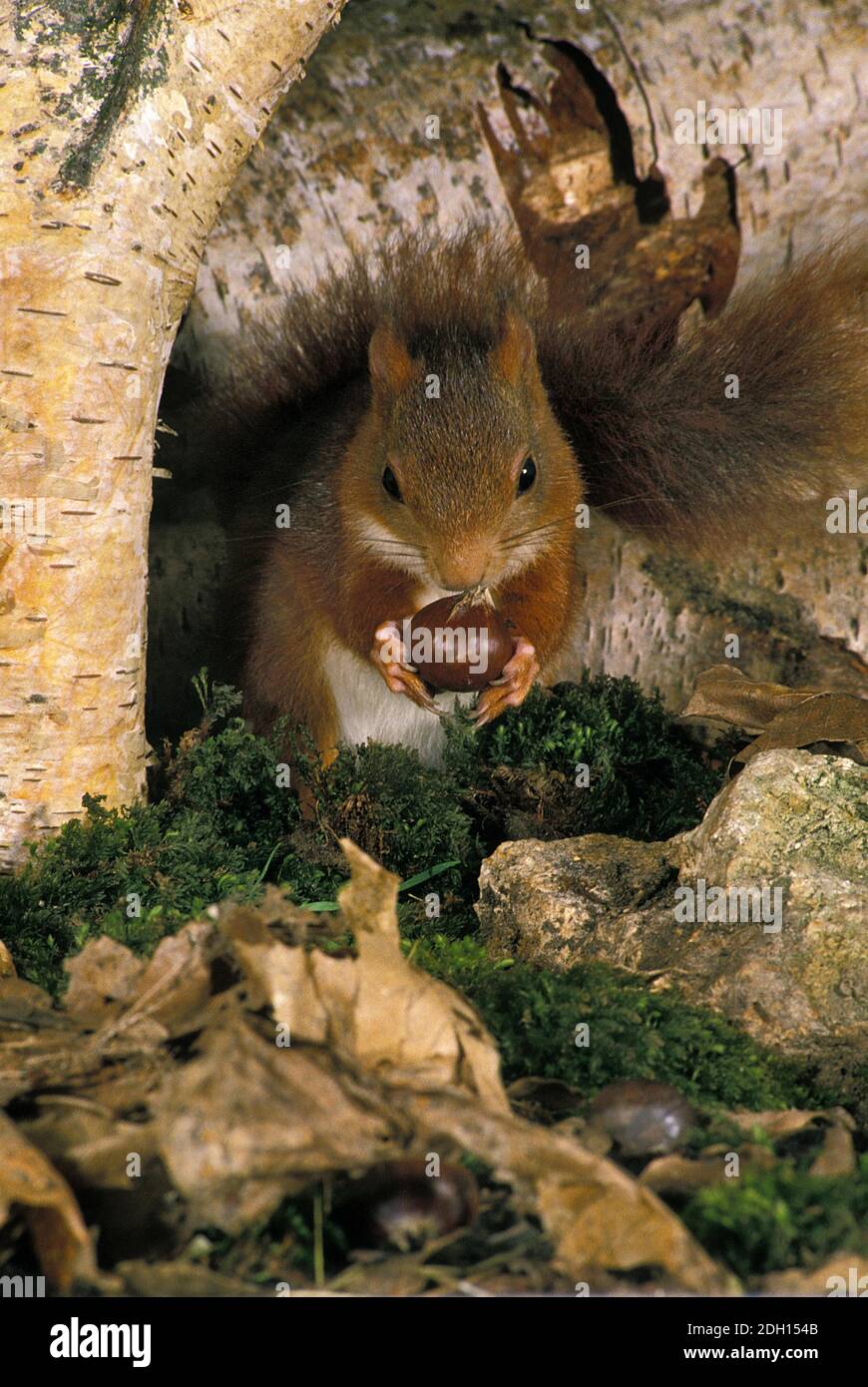 Red Squirrel, sciurus vulgaris, Male eating Chestnut Stock Photo - Alamy