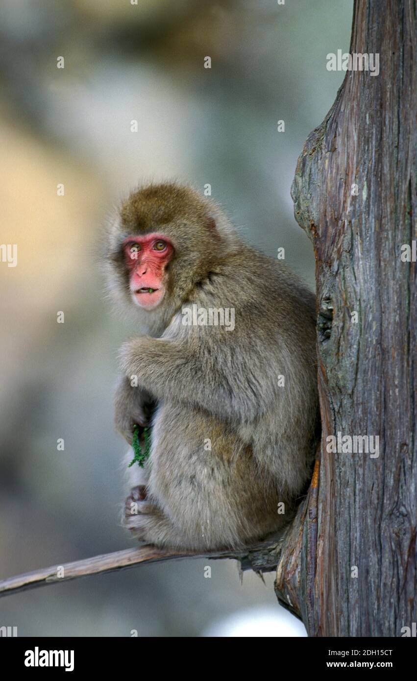 Japanese Macaque, macaca fuscata, Adult standing on Branch, Hokkaido ...
