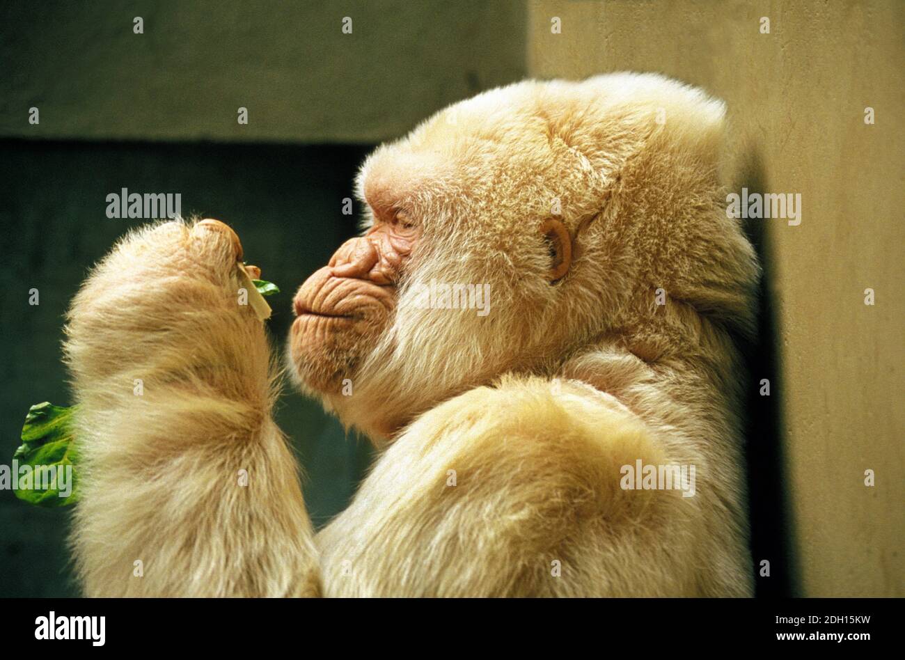White Gorilla, gorilla gorilla, Male at Barcelona Zoo called Snowflake or Copito de Nieve Stock ...