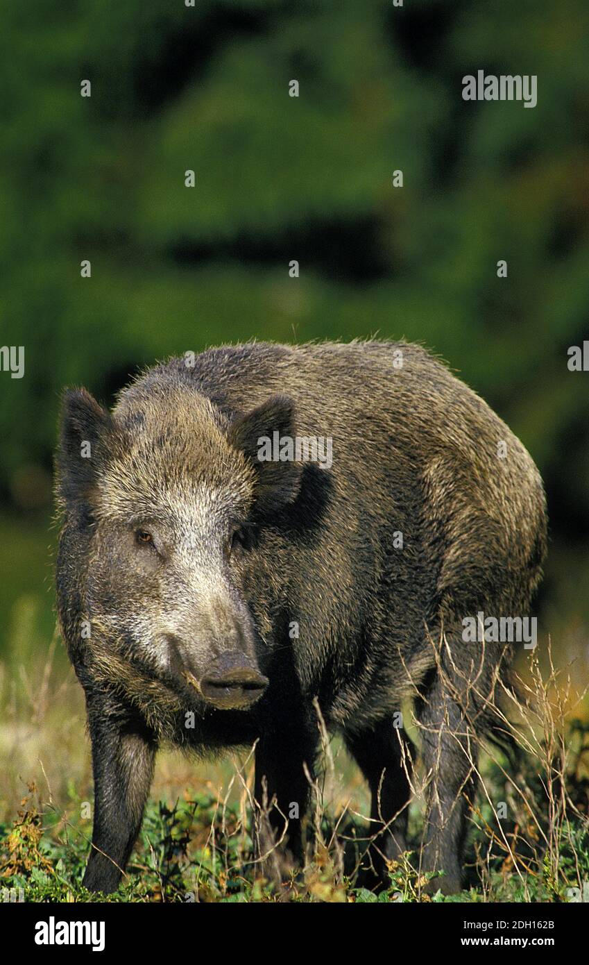 Wild Boar, sus scrofa Stock Photo - Alamy
