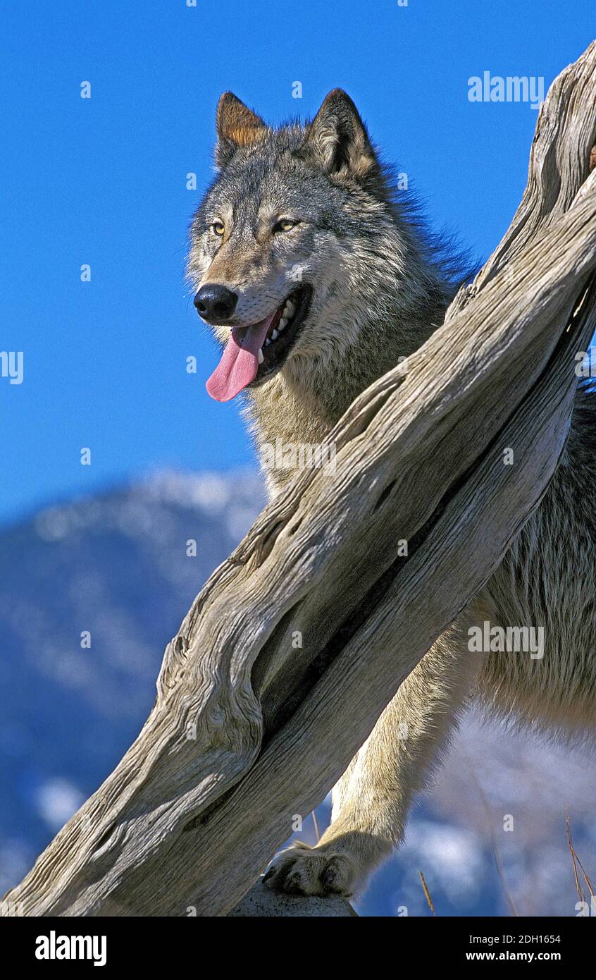North American Grey Wolf, canis lupus occidentalis, Canada Stock Photo ...