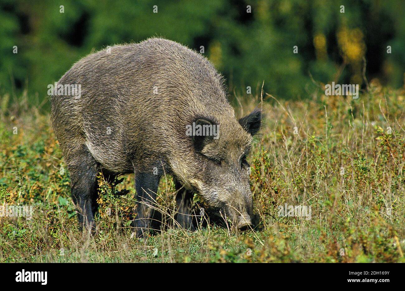 Wild Boar, sus scrofa Stock Photo - Alamy