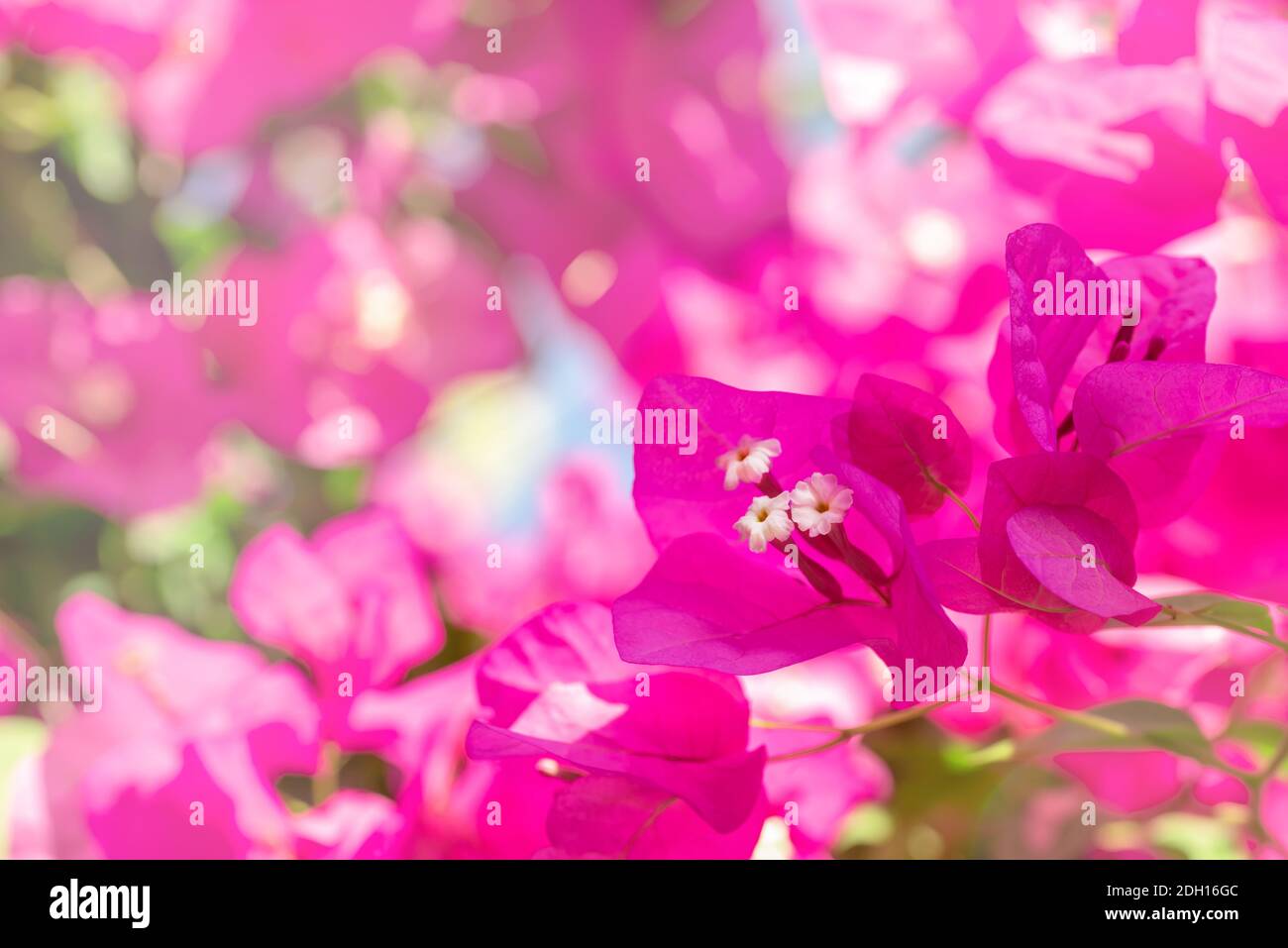 Beautiful purple exotic flowers Bougainvillea on the light pink ...