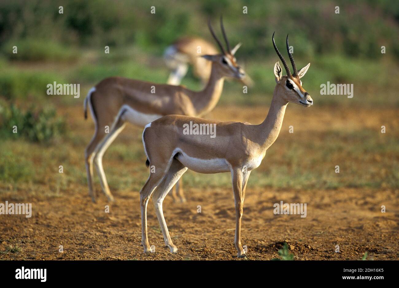 Female grants gazelle hi-res stock photography and images - Alamy