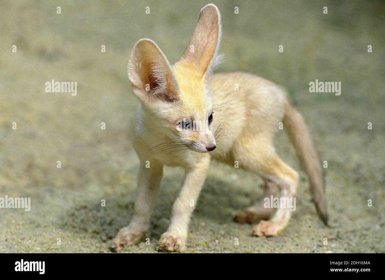 Fennec Hare Full Grown