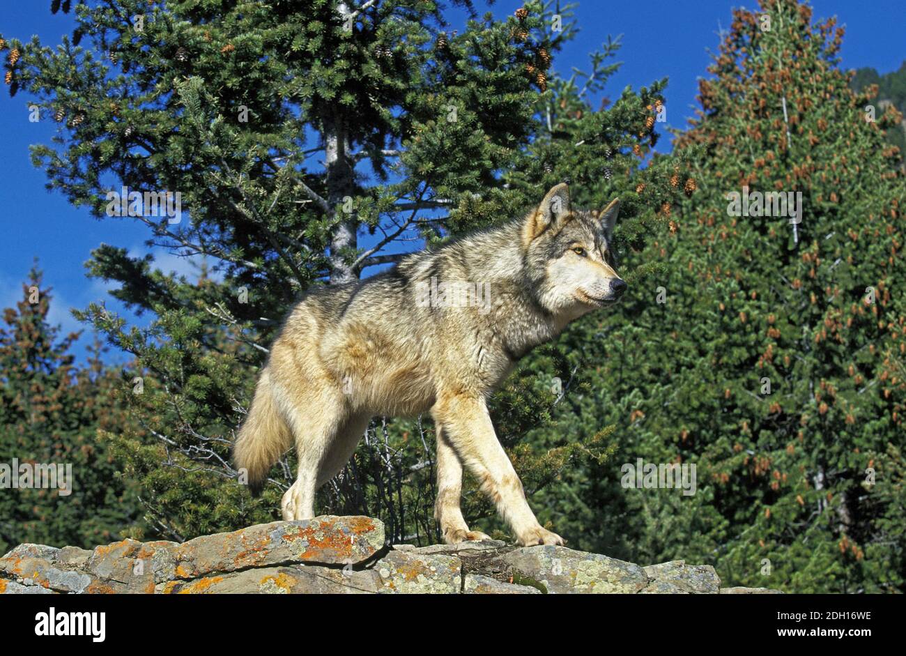 Grey wolf standing on rocks hi-res stock photography and images - Alamy