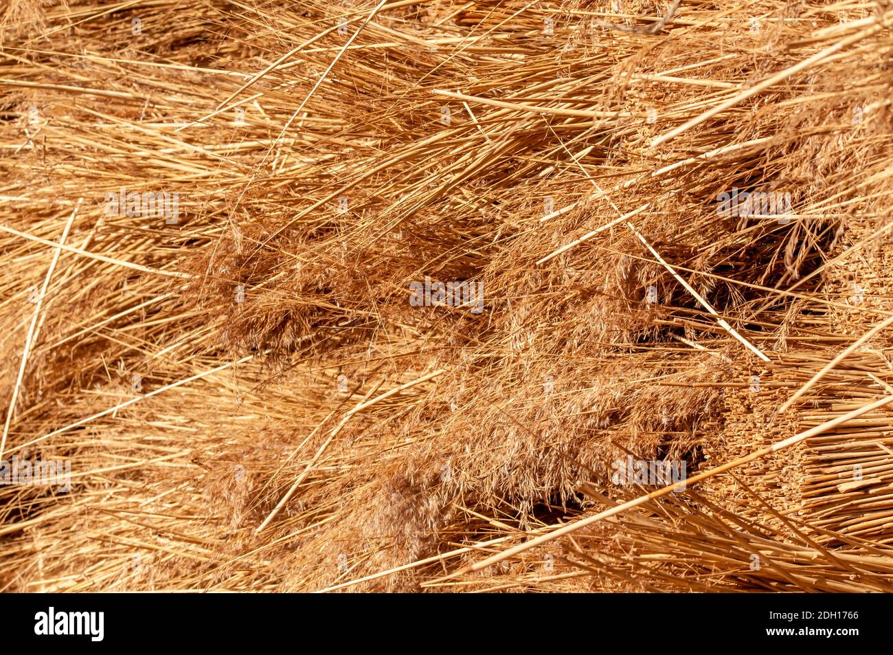 Bundles of reed hi-res stock photography and images - Alamy