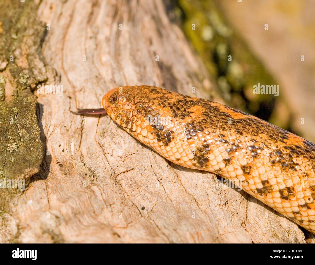 European sand boa hi-res stock photography and images - Alamy