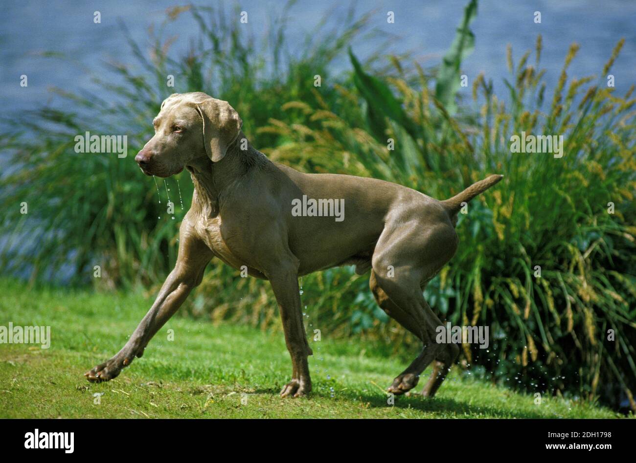 Weimar Pointer Dog, Male emerging from Water Stock Photo - Alamy