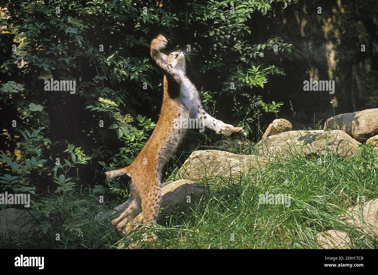 European Lynx, felis lynx, Adult hunting Bird Stock Photo - Alamy