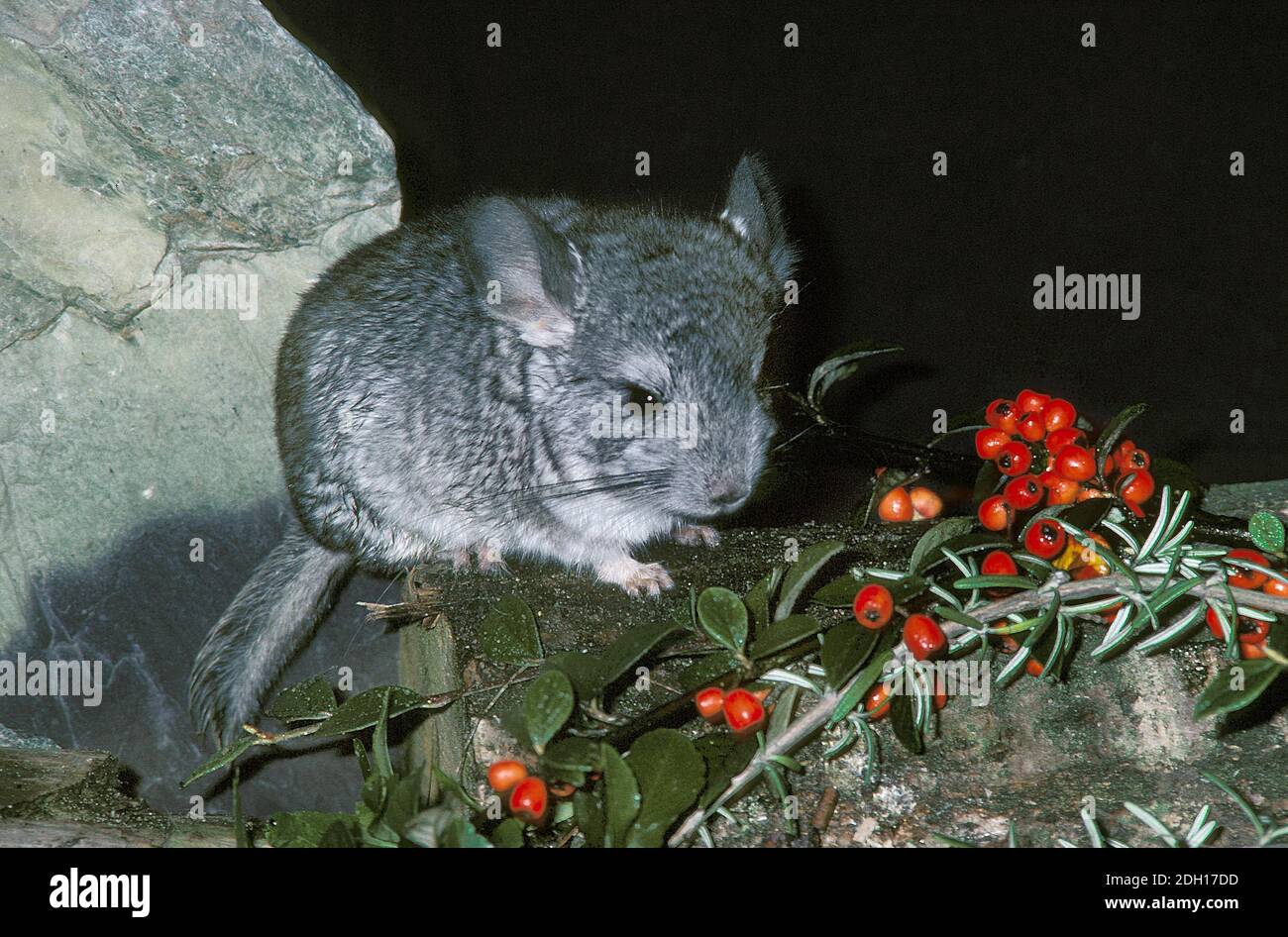 Chinchilla, chinchilla laniger Stock Photo - Alamy