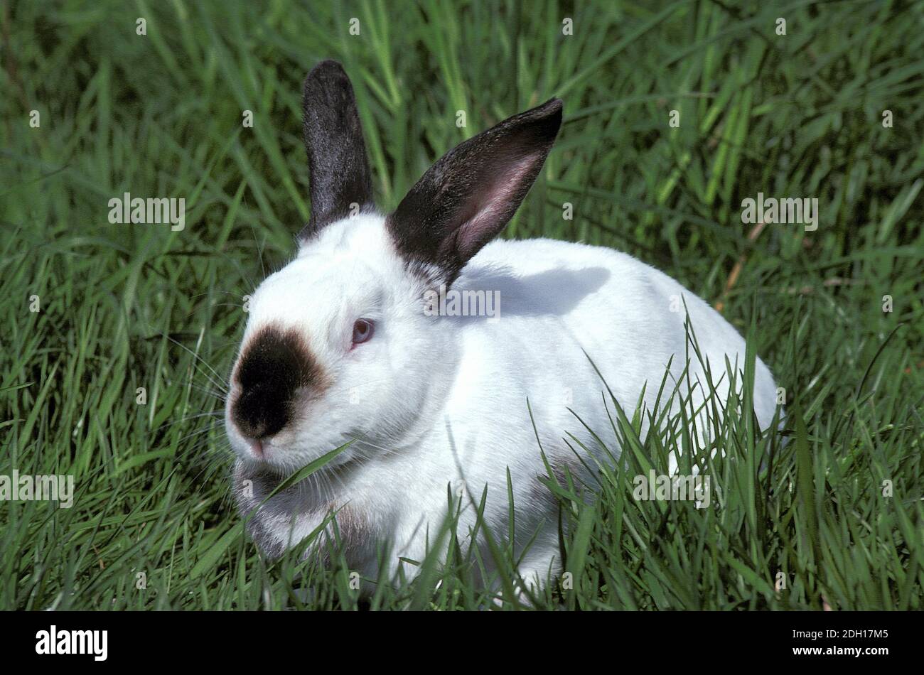 Californian rabbit hi-res stock photography and images - Alamy