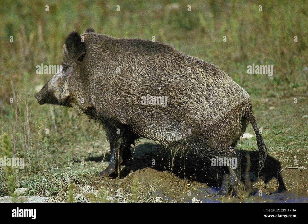 Wild Boar, sus scrofa, Adult emerging from Water Hole Stock Photo - Alamy