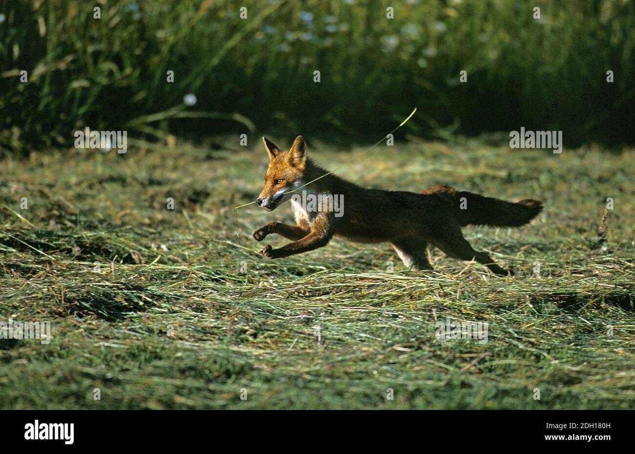 Red Fox, vulpes vulpes, Adult running, Normandy Stock Photo - Alamy