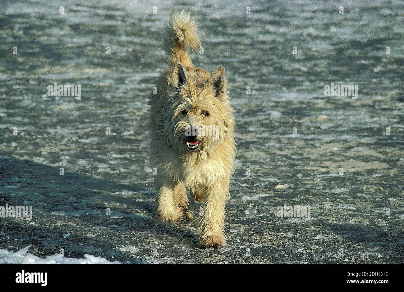Picardy Shepherd Dog, Adult walking Stock Photo - Alamy