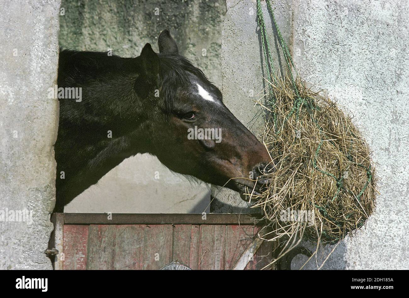 Horse in Loose box eating Hay Stock Photo - Alamy