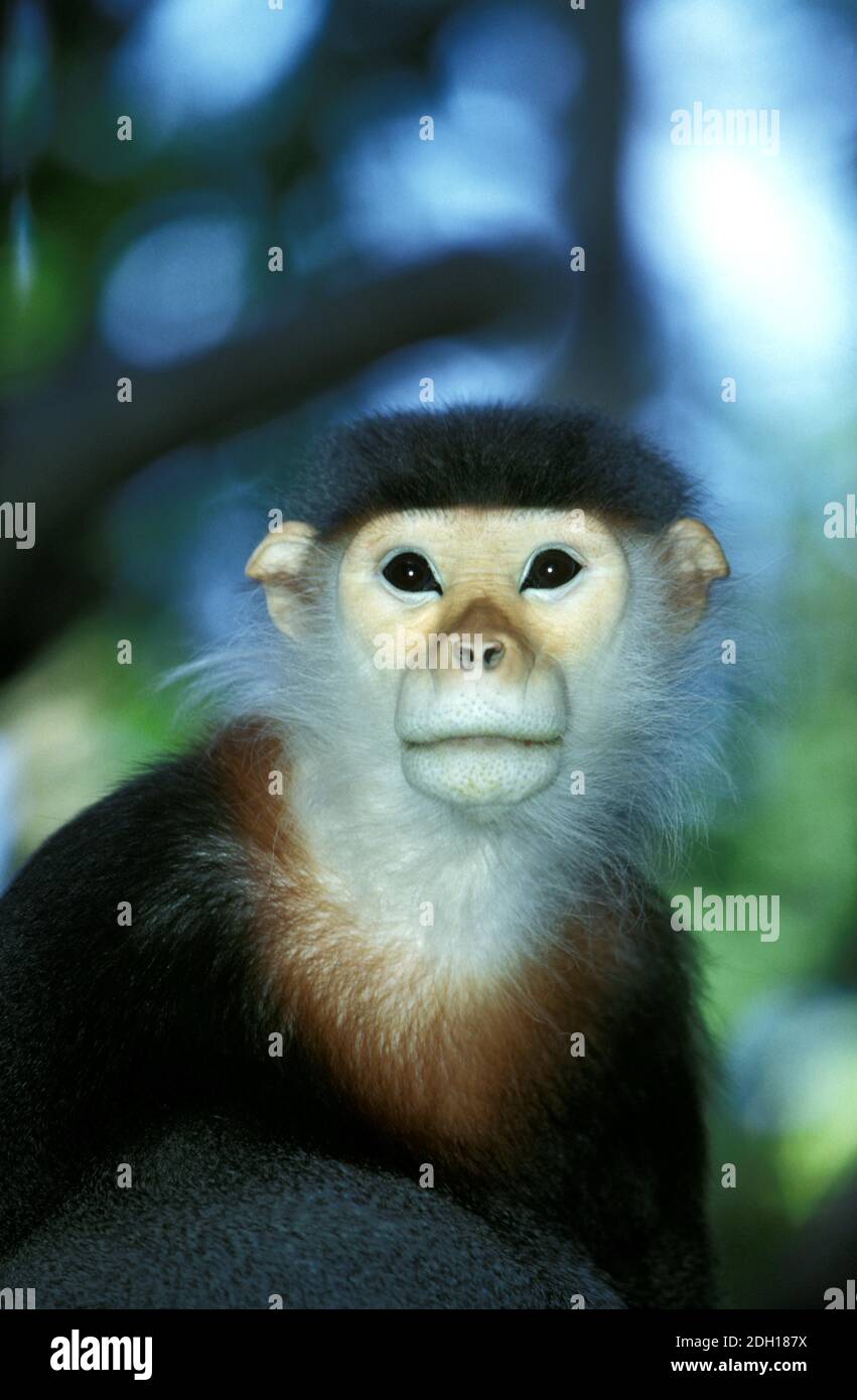 Douc Monkey, pygathrix nemaeus, Portrait of Adult Stock Photo - Alamy