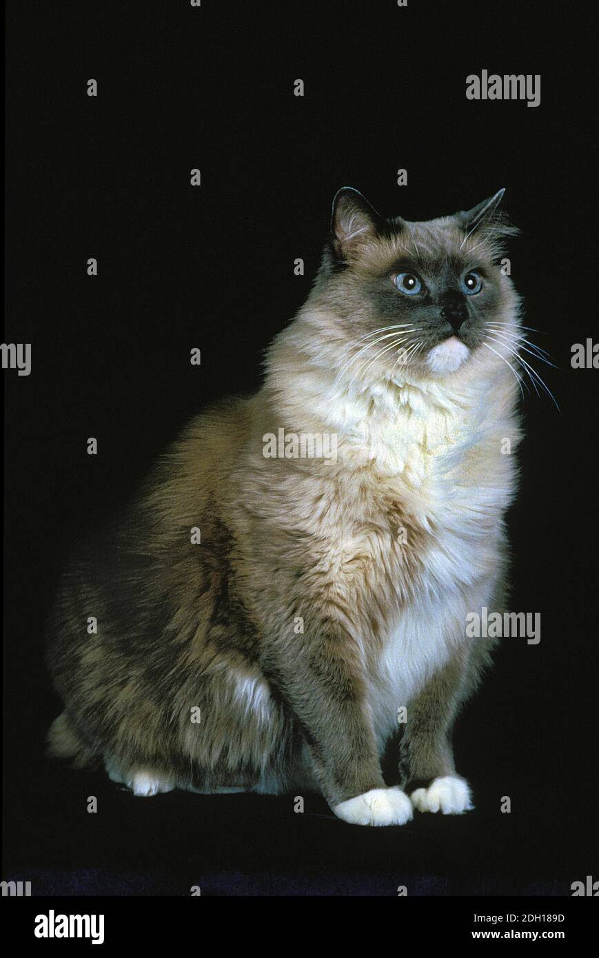 Ragdoll Domestic Cat against Black Background Stock Photo - Alamy