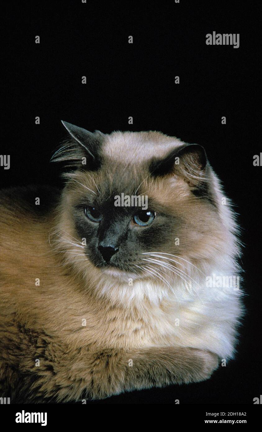 Ragdoll Domestic Cat against Black Background Stock Photo - Alamy