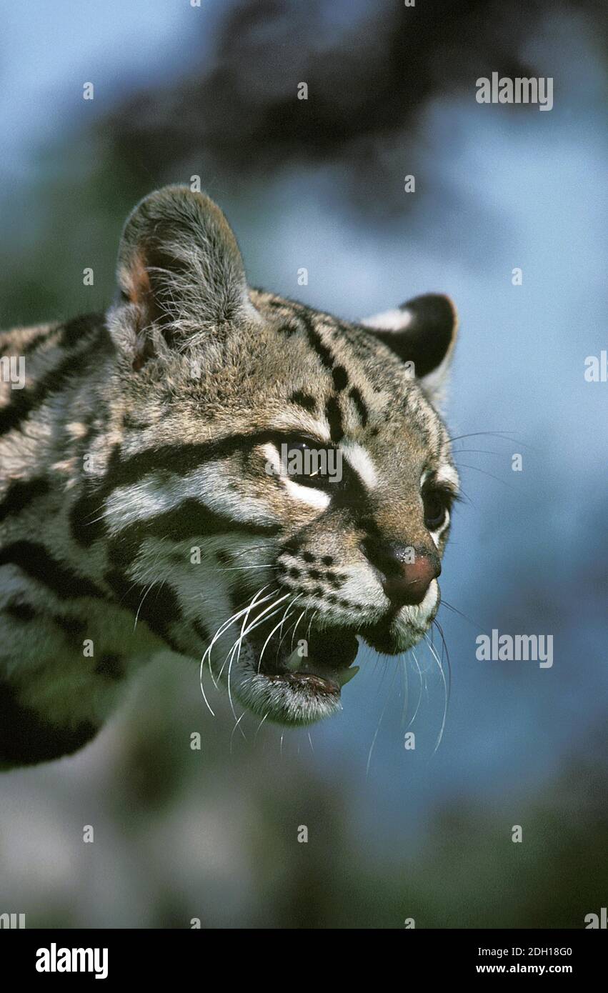 Ocelot, leopardus pardalis, Portrait of Adult Stock Photo - Alamy