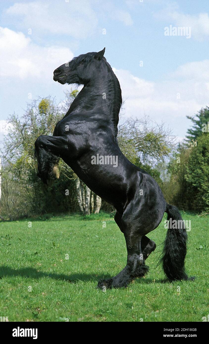 Black Horse Standing On Hind Legs