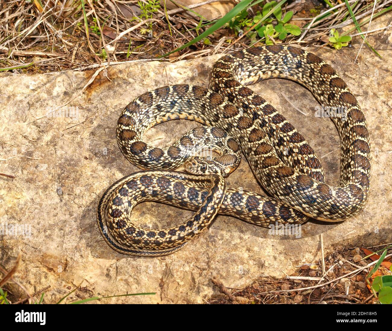 horseshoe whip snake, Hemorrhois hippocrepis, coluber hippocrepis Stock ...