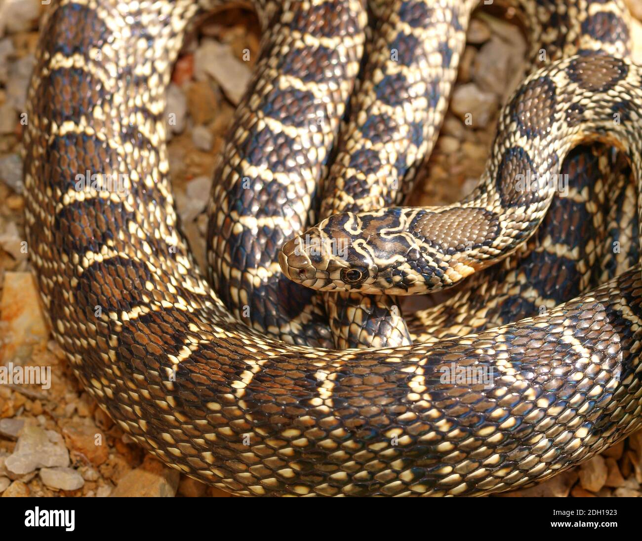 Horseshoe whip snake coluber hi-res stock photography and images - Alamy
