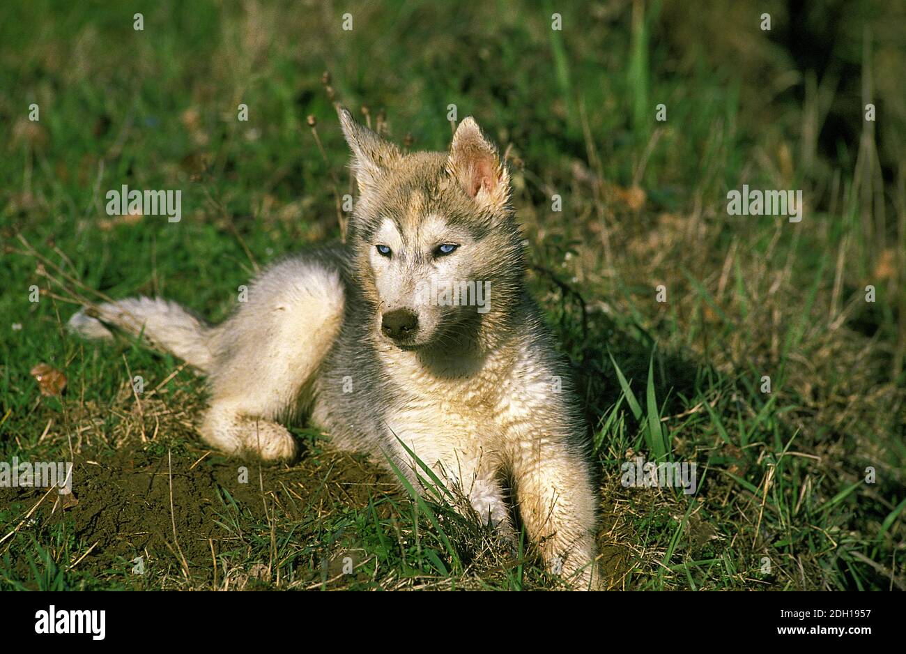 Siberian Husky, Pup laying on Grass Stock Photo - Alamy