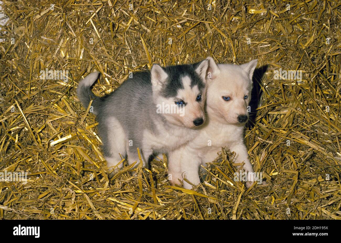 Siberian Husky, Pup laying on Straw Stock Photo - Alamy