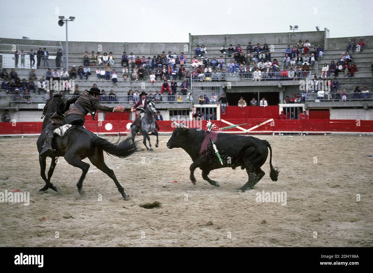 Bullfighting with Horse, Arles in the South of France Stock Photo - Alamy
